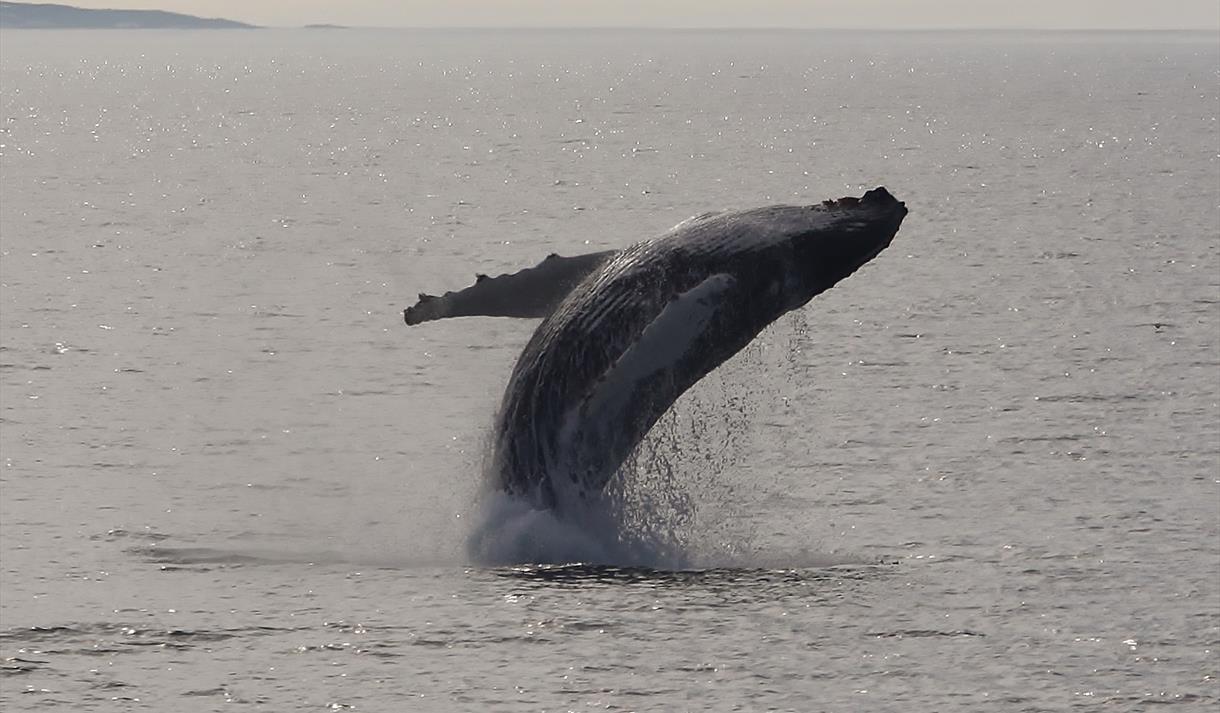 Hval Safari - Polar Charter - Visit Svalbard